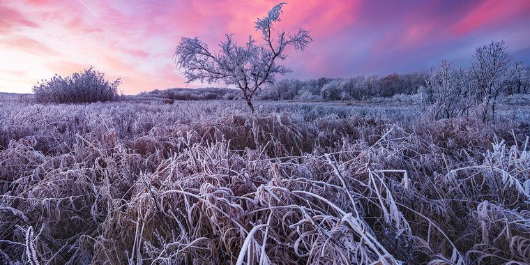 Join the Capturing The Purple Color Photo Contest and win Mobile Lens ...